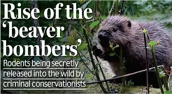 Rise of the ‘beaver bombers’ - PressReader