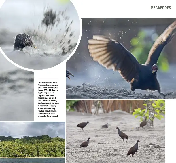 The lava birds - PressReader