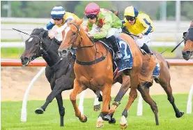 Sharp filly taking on the mares in Rotorua Stakes - PressReader
