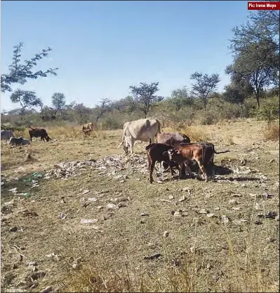 MIHR petitions govt on Lubimbi relocation­s - PressReader