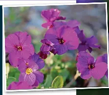PLANT OF THE WEEK Purple - PressReader