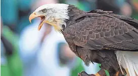 Congress sends bipartisan bald eagle bill to president - PressReader