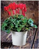 ASK DIARMUID - PressReader