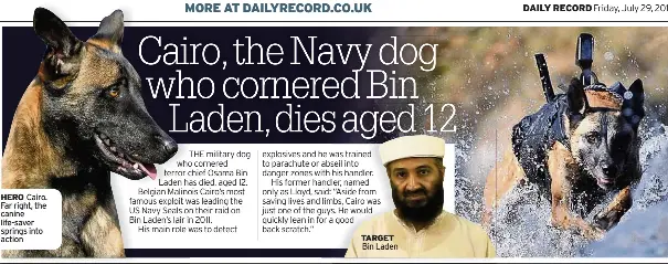 What Happened To Cairo The Dog