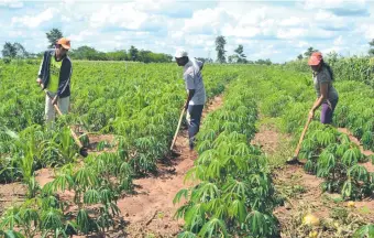 Mbokaja: ganar con el kokue de cuatro pisos - PressReader