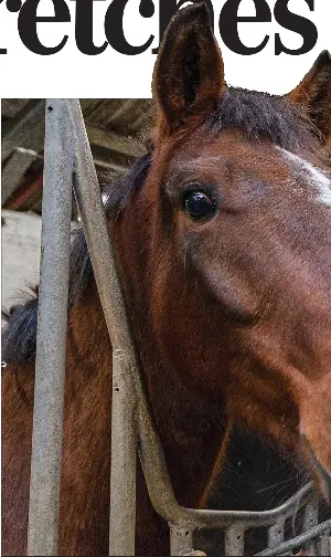 Martin stretches for the finish line - PressReader