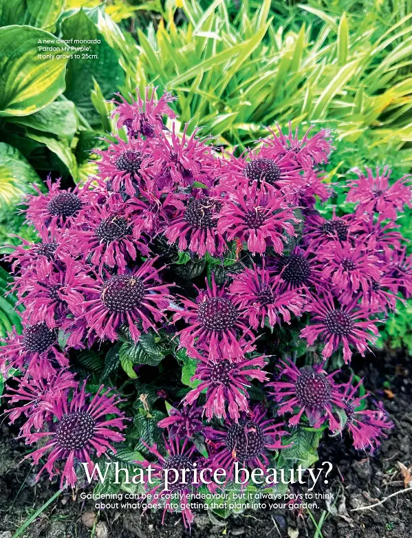 No, you’re not paying too much for that plant. - PressReader