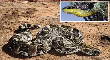 HOE HOU ’N MENS SLANGE VAN DIE HUIS AF WEG? - PressReader