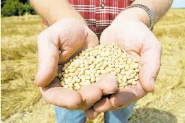 Geneticall­y modified crops aren’t a solution to climate change ...