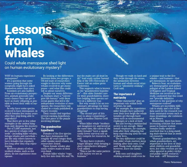 Lessons from whales - PressReader