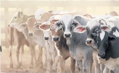 Invest in SA livestock - PressReader