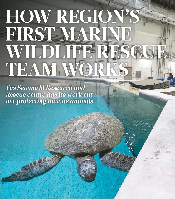 HOW REGION’S FIRST MARINE WILDLIFE RESCUE TEAM WORKS - PressReader