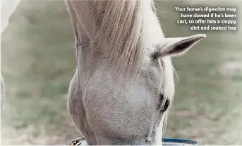 HOW TO DEAL WITH A CAST HORSE? - PressReader