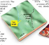 How researcher­s co-opted a remote village to save rare fish - PressReader