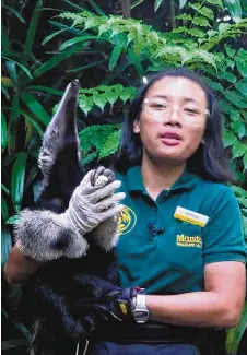 ‘Surprise baby’ anteater joins Mandai Wildlife Reserve’s River Wonders ...