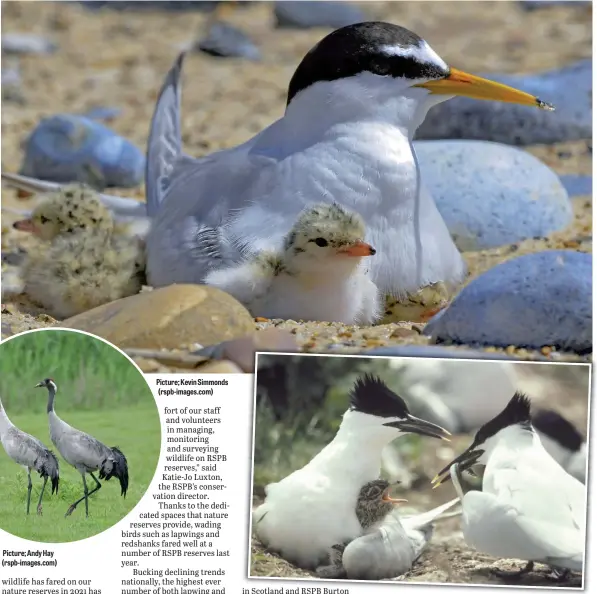 Give our avian wildlife a wide berth says RSPB | West Sussex County ...