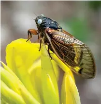 Rare blue-eyed cicada spotted during the 2024 emergence at suburban Chicago arboretum - PressReader