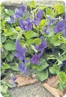 Self-sown space invaders - PressReader