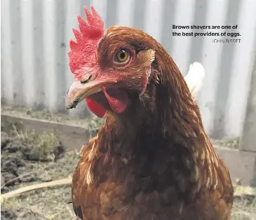 Is it worth keeping chickens at home? - PressReader