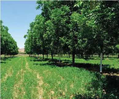 Pekanneute: VSA kultivars pas aan in Noord-Kaap - PressReader