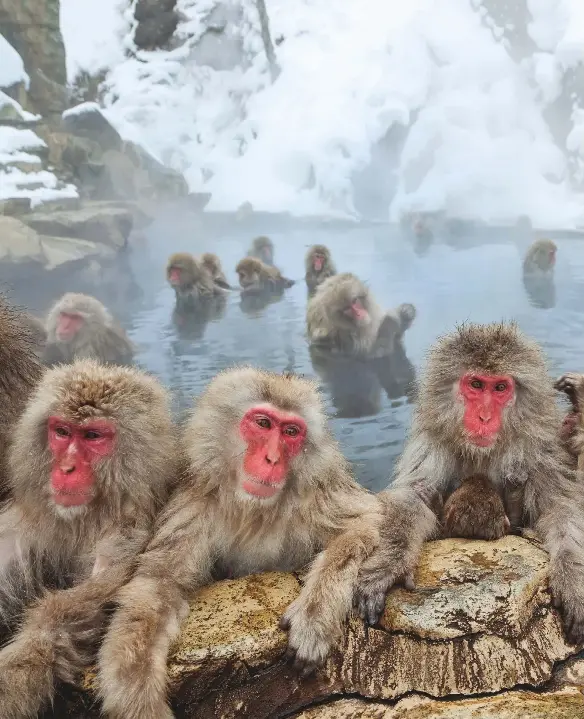 EL SPA DE LOS MONOS JAPONESES - PressReader