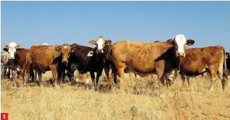 Drie beesrasse vir perfekte speenkalfp­roduksie - PressReader