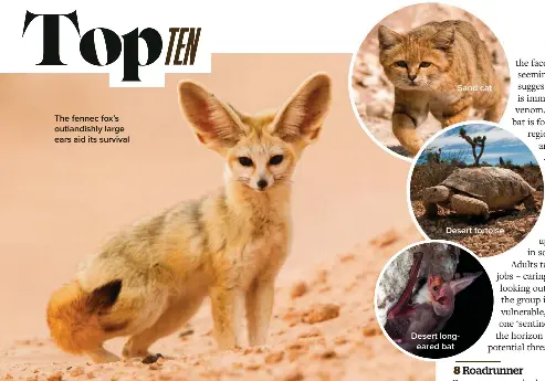 Desert animals - PressReader