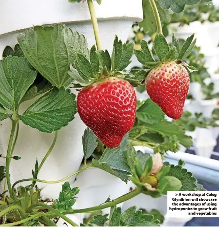 Grow your own with ease at hydroponic­s workshop - PressReader
