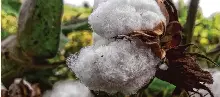 Cargill, Target partner on cotton-tracing tech - PressReader