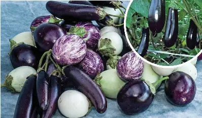 Eiervrug kruip uit sy dop - PressReader