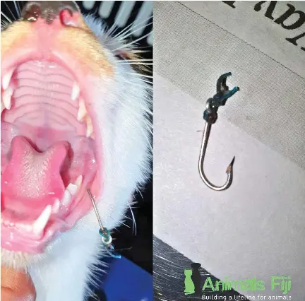 The Danger of Fish Hooks, Fishing Line for Pets – Prevention, First Aid ...