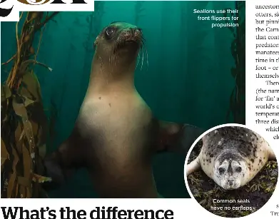 What’s the difference between a seal and sealion? - PressReader