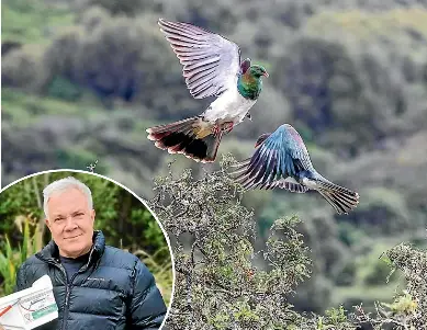 Bringing the kererū back to the valley - PressReader