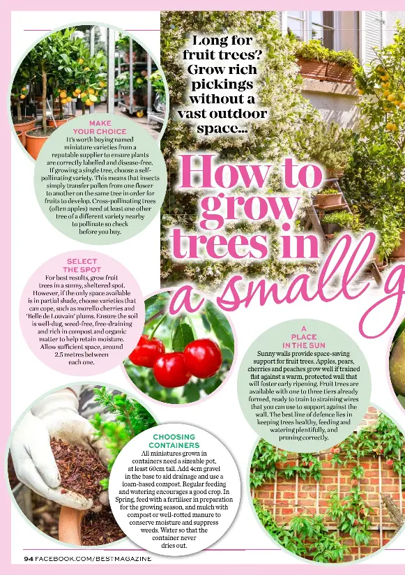 How to grow trees in a small garden! - PressReader