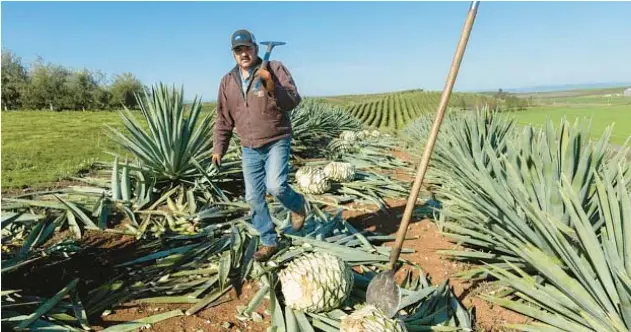 California has a new take on mezcal, tequila - PressReader