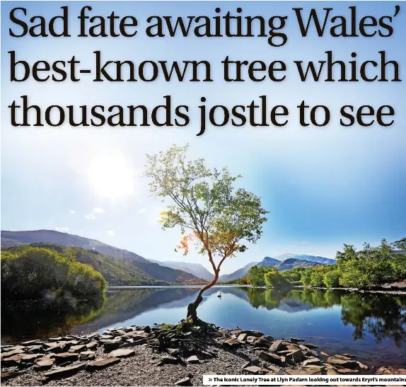 Sad fate awaiting Wales’ best-known tree which thousands jostle to see ...