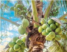 The many bene ts of coconut - PressReader