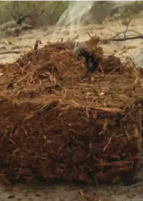 Organic elephant repellent brings hope to villagers - PressReader