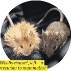 Can genetics startup Colossal really bring back dead species? - PressReader