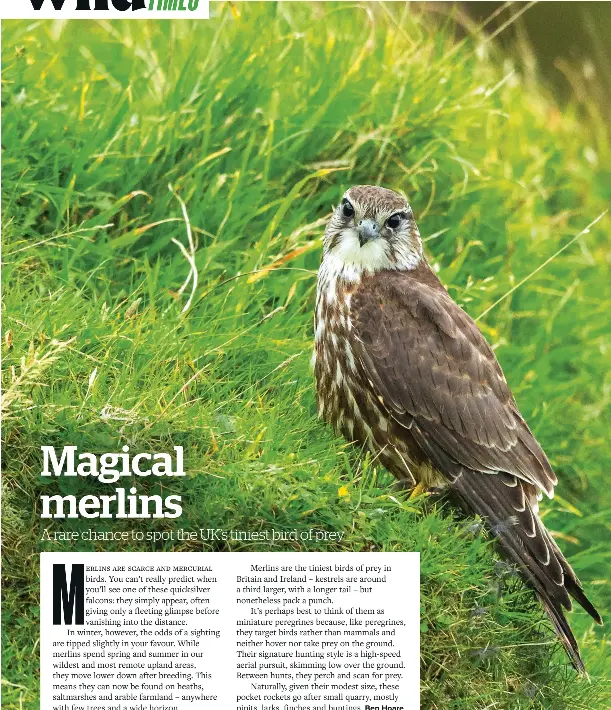 Magical merlins - PressReader