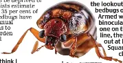 Can I sleep tight if the bedbugs bite? - PressReader