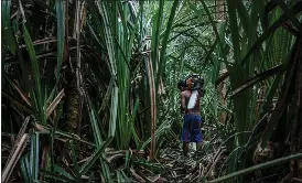 Fears over impact of world’s largest deforestat­ion project - PressReader