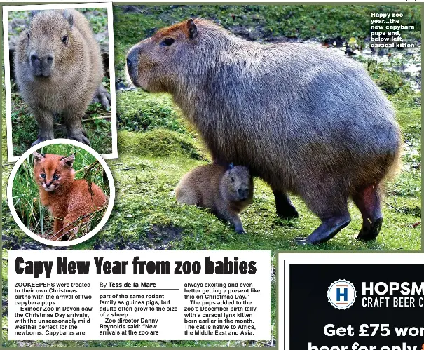 Capy New Year from zoo babies - PressReader