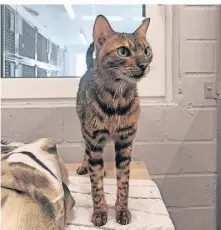 Bengal-Kater Mafumu ist verschmust - PressReader