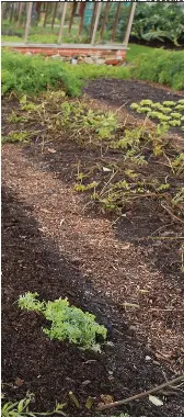 Do it yourself How to make your own compost - PressReader