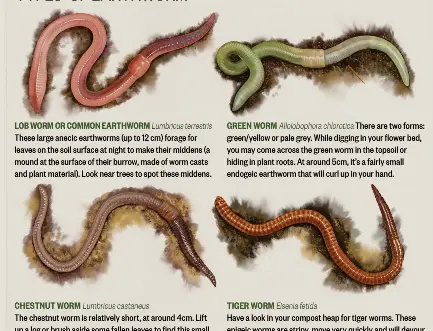 THREE GROUPS OF EARTHWORM - PressReader