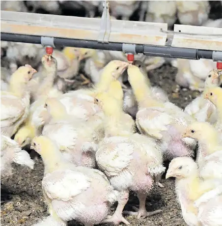 Ziggity Systems pushes rethink on watering in poultry houses - PressReader