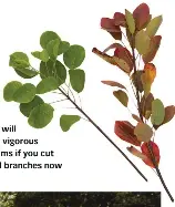 Pruning cotinus - PressReader