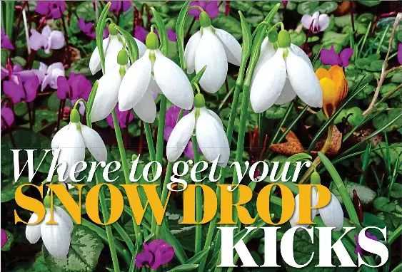 Where to get your SNOWDROP KICKS - PressReader