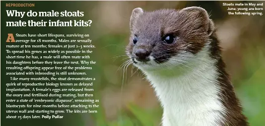 PressReader - BBC Wildlife Magazine: 2018-08-29 - Why do male stoats ...